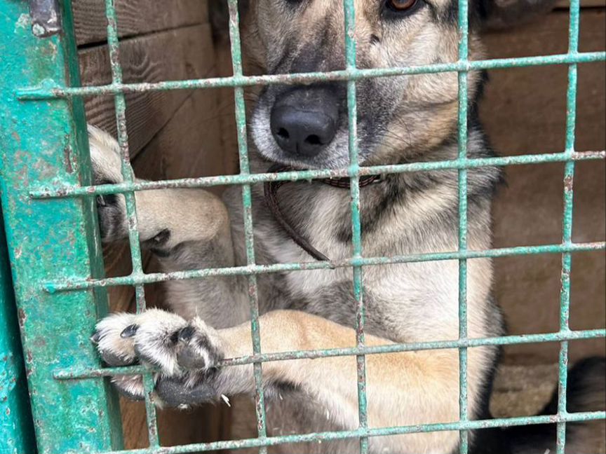 Дворняжка Валя надеется на чудо