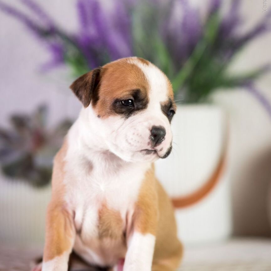 Американский стаффордширский терьер щенки