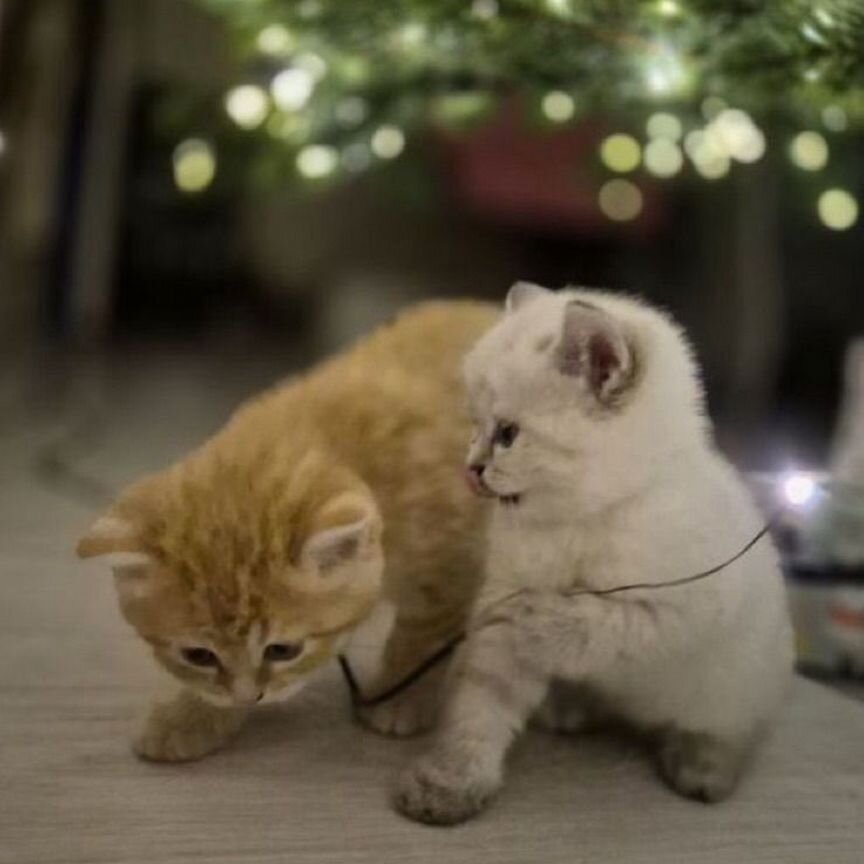 Шотландская