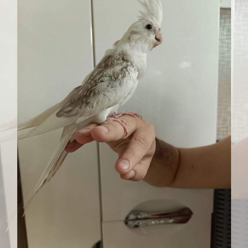 Попугай корелла