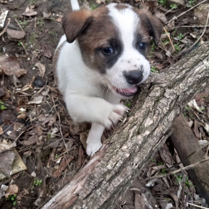 Девочка 1 месяц. Будет среднего размера
