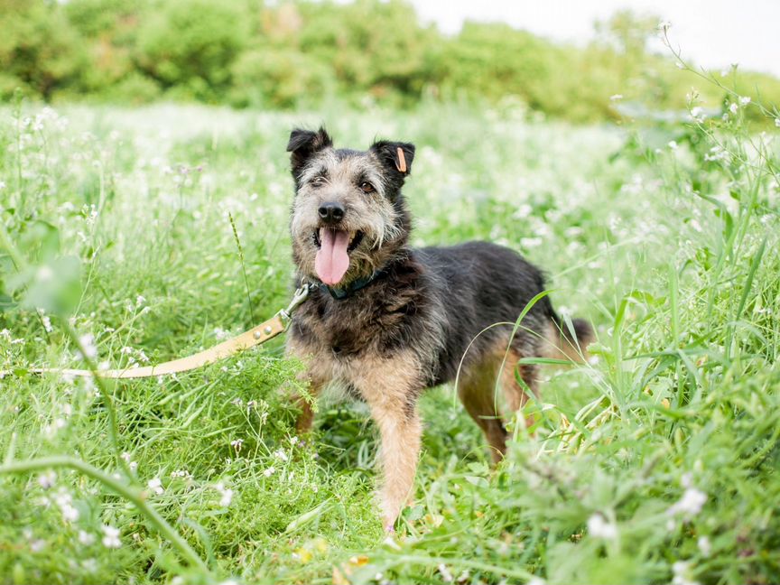 Пират ищет дом