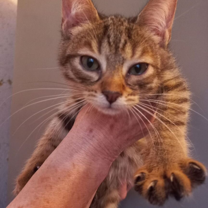 Малыш тигренок ищет дом