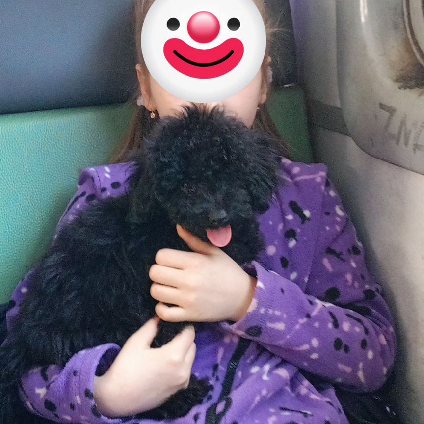 Щенки той пуделя