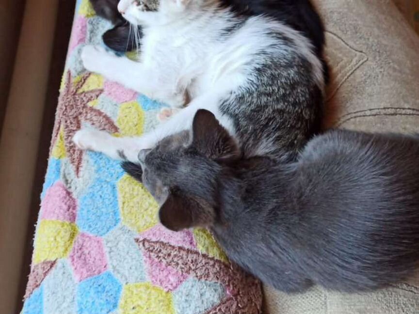 Весёлые котики