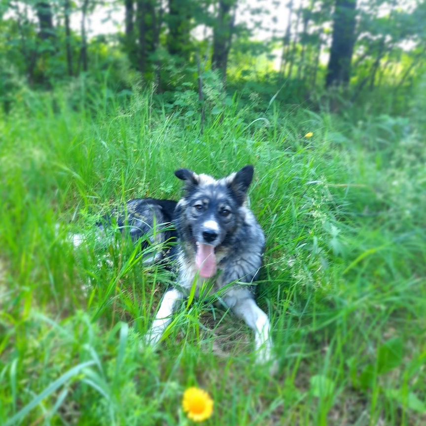 Собака в добрые руки отдам бесплатно