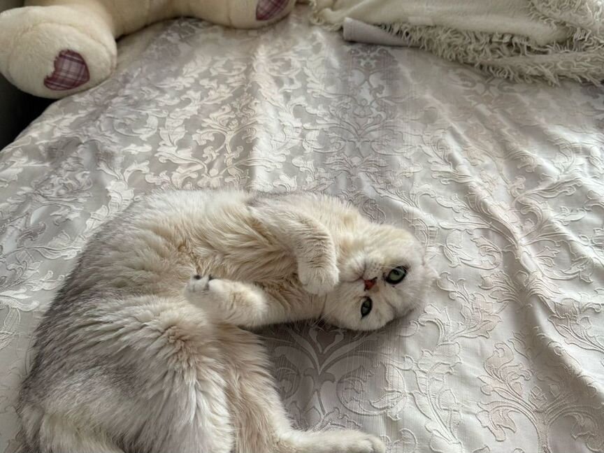 Шотландская шиншилла 6 месяцев