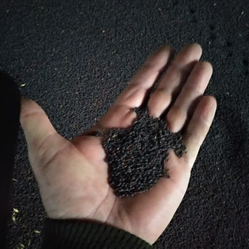 Продам рапс