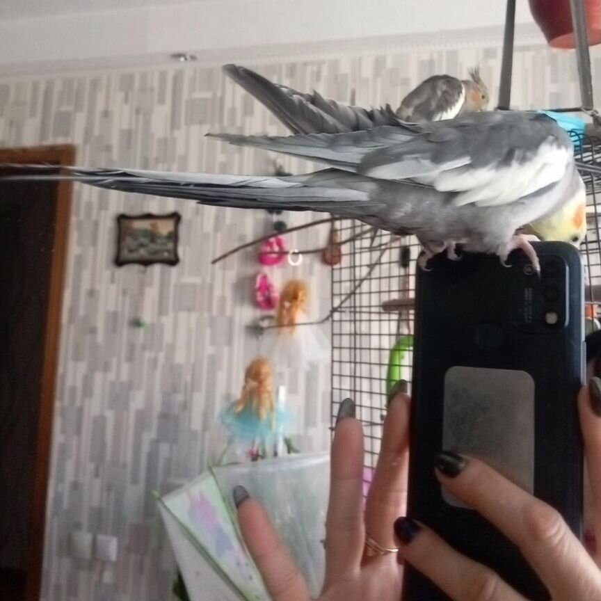 Попугай корелла с клеткой