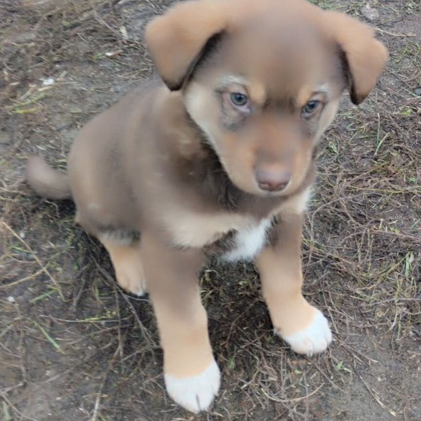 Щенок мальчик 1,5 месяца. Бесплатно