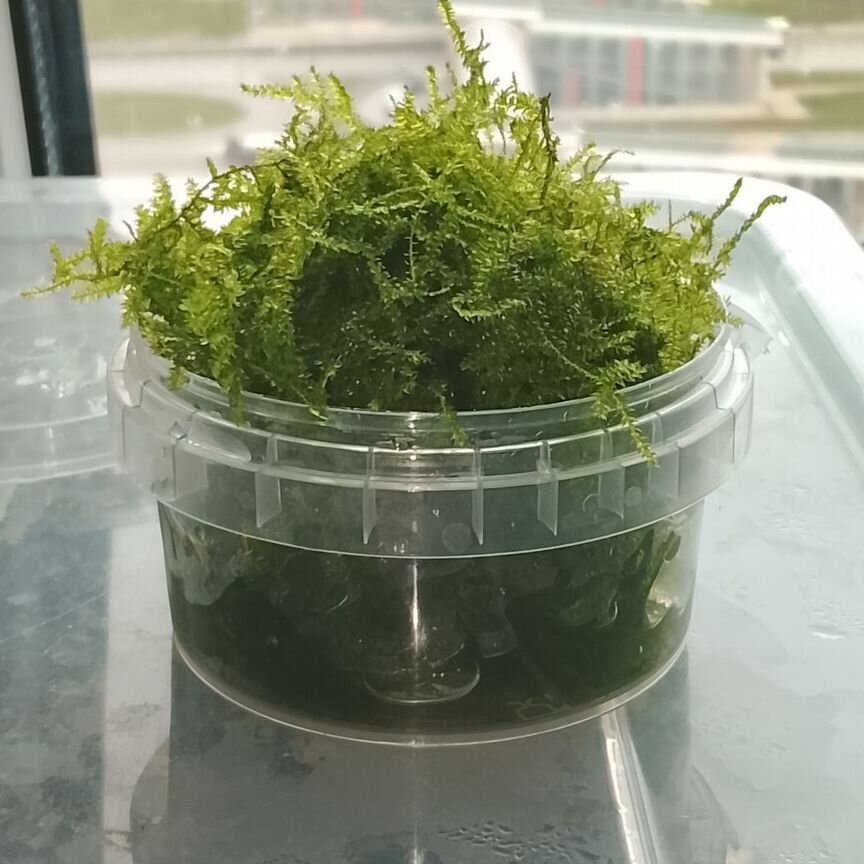 Мох аквариумный