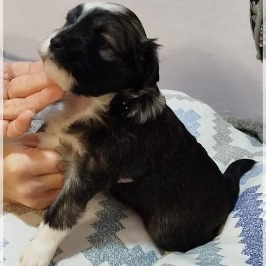 Китайская хохлатая, щенок