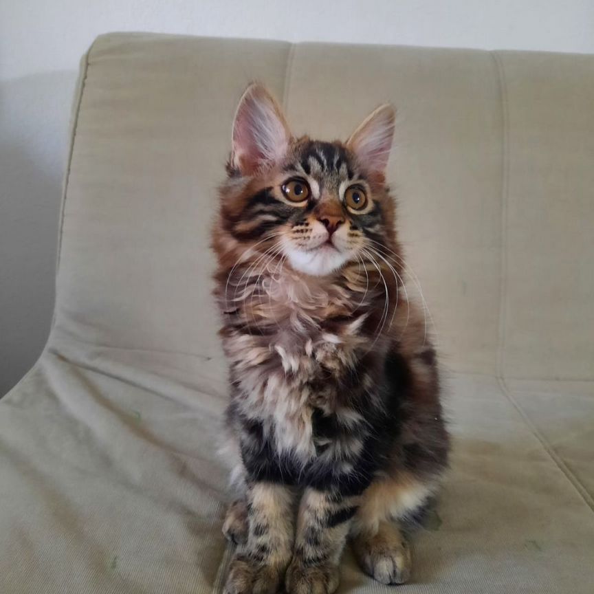 Котенок курильский бобтейл