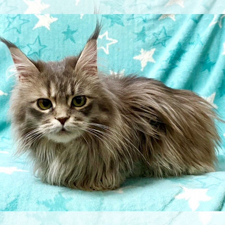 Мейн-кун, взрослая кошка