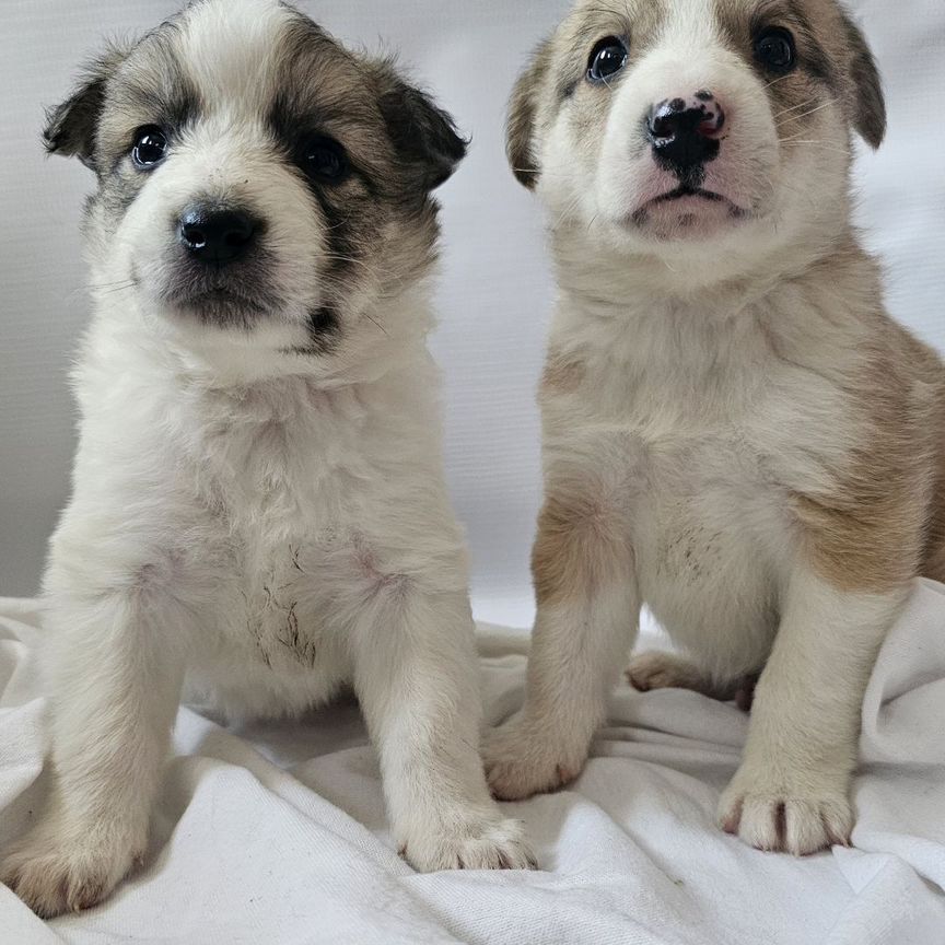 Щенки восточно сибирской лайки в добрые руки