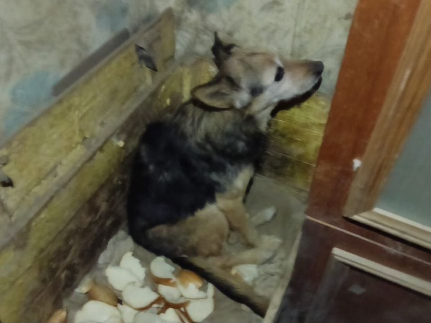 Собака ищет дом