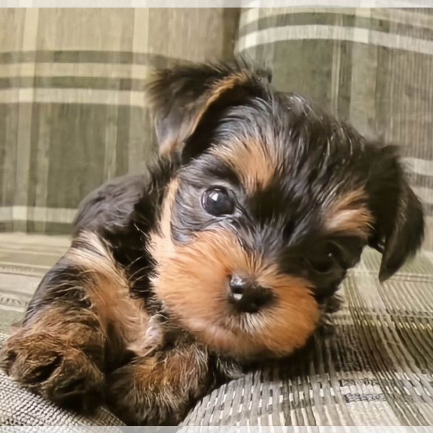 Йоркширский терьер, щенок