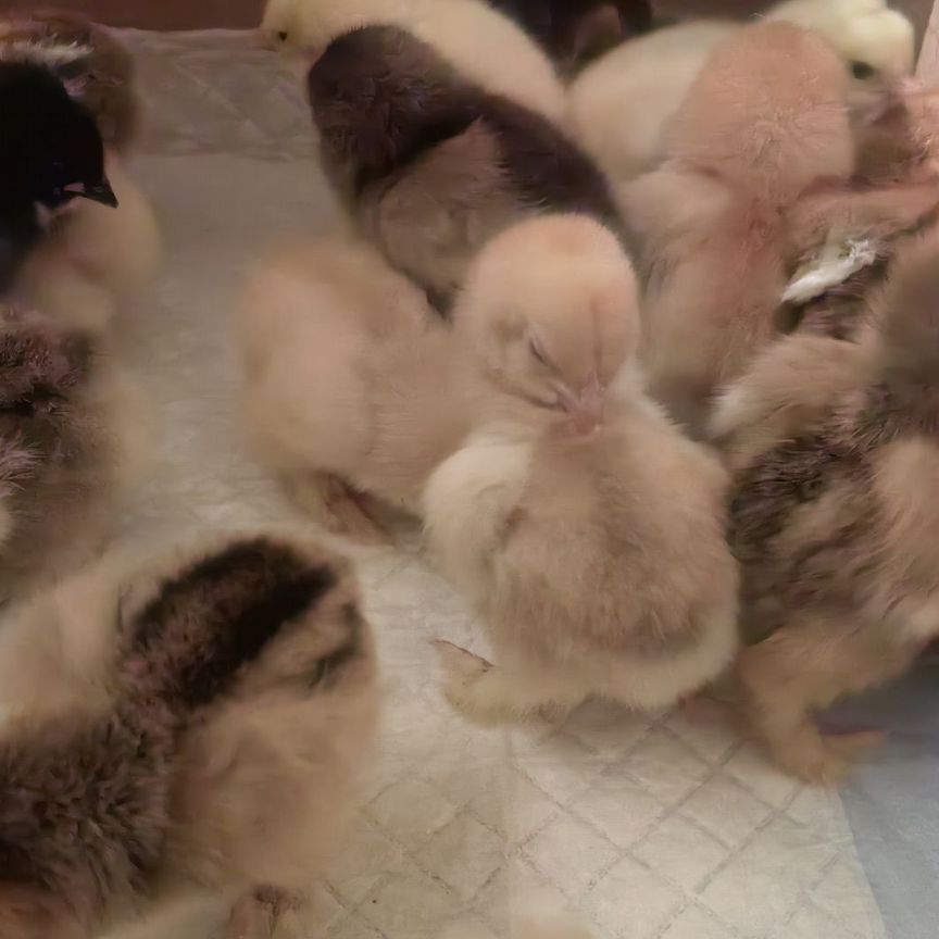 Браматульки