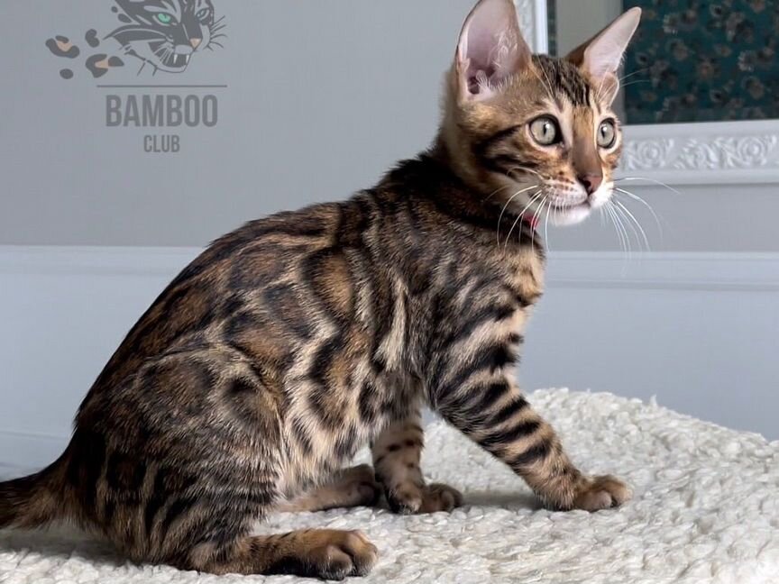 Бенгальские котята