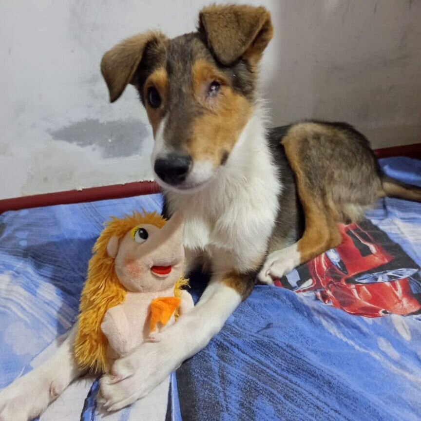 Щенок в добрые руки