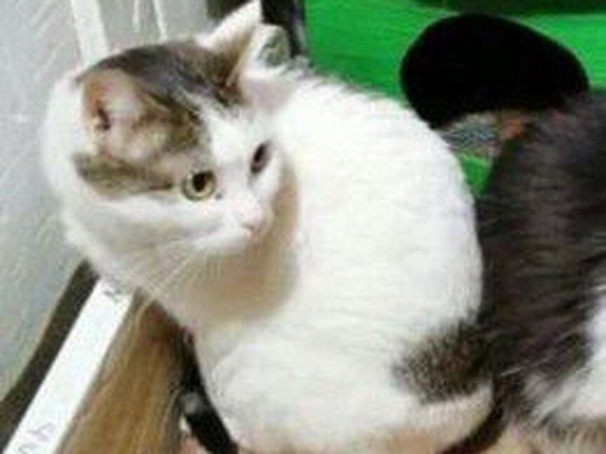 Котик Сметанин всю жизнь в Приюте