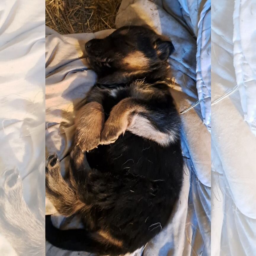 Немецкая овчарка, щенок