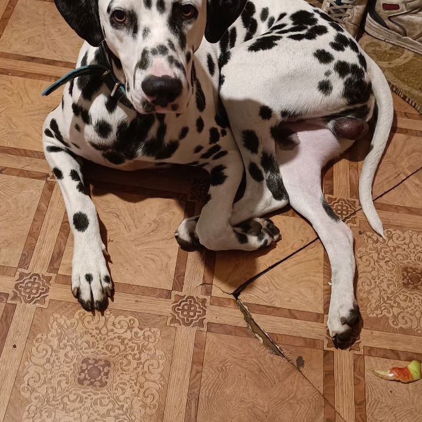 Далматинец, мальчик