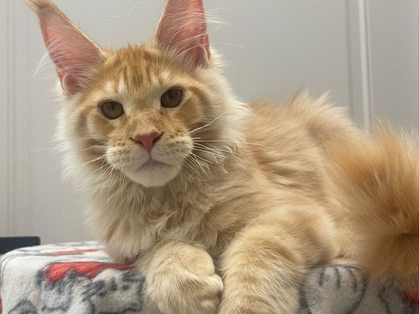 Мейн-кун котенок