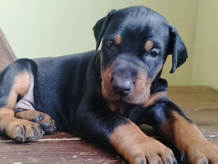 Чистокровные щенки добермана