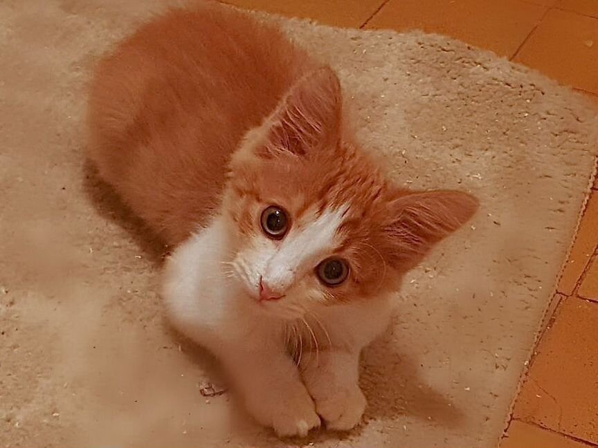 Котёнок в добрые руки