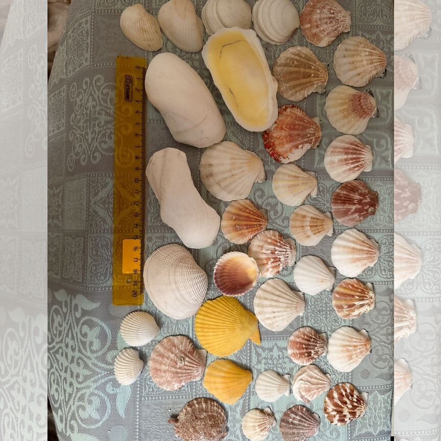 Ракушки морские средние и мелкие