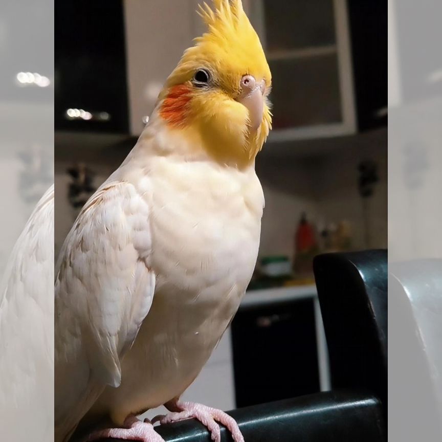 Попугай корелла с клеткой