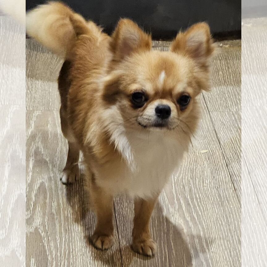 Чихуахуа кобель