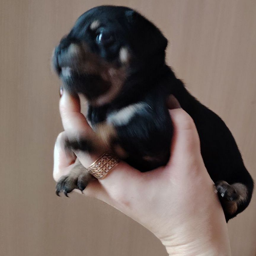 Русский той-терьер, щенок