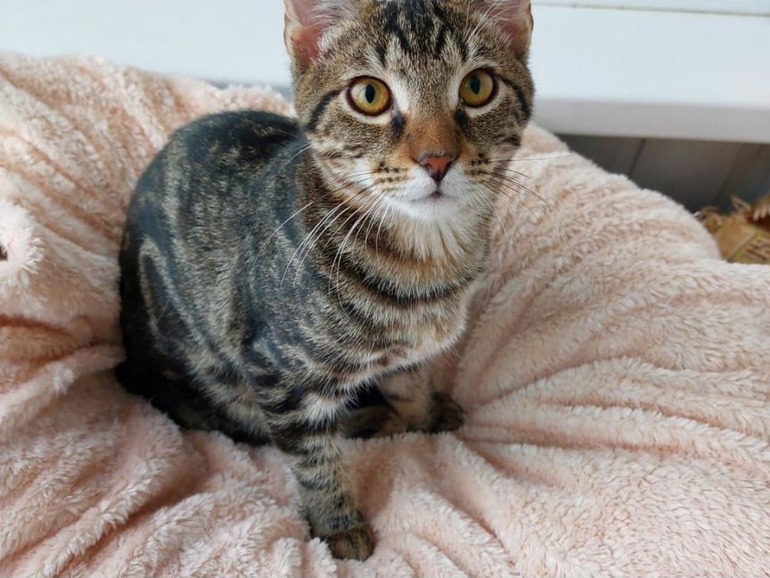 Мраморный подросток Бонифаций