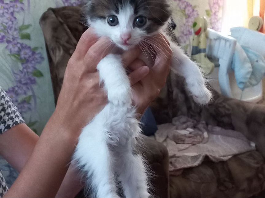 Вислоухие котята в добрые руки