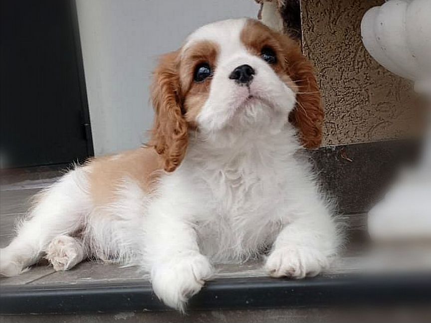 Девочка бленхейм Кавалер кинг чарльз спаниель