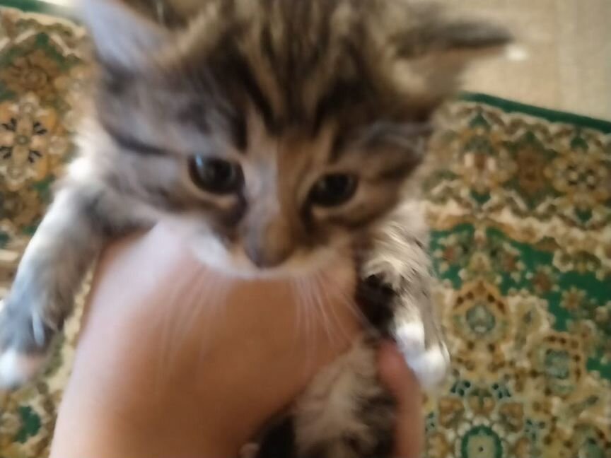 Котёнок девочка Пуся 2 мес