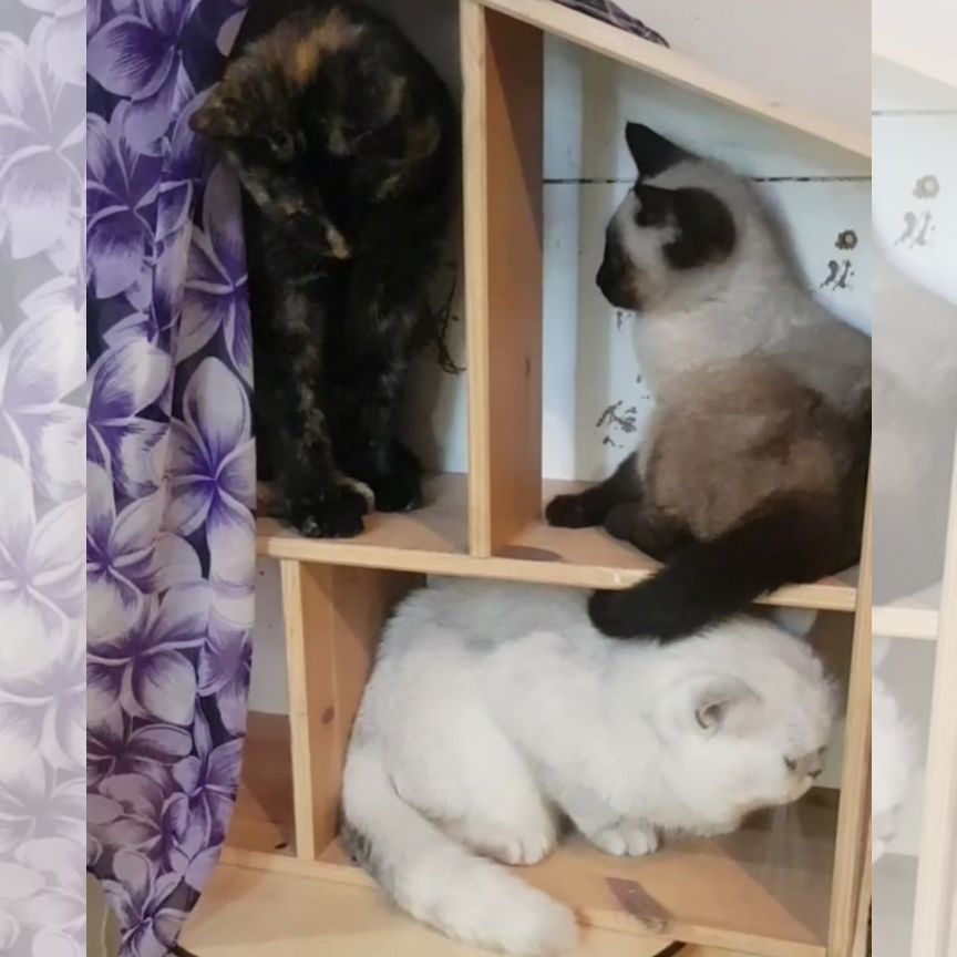 Когтеточка и кошкин дом