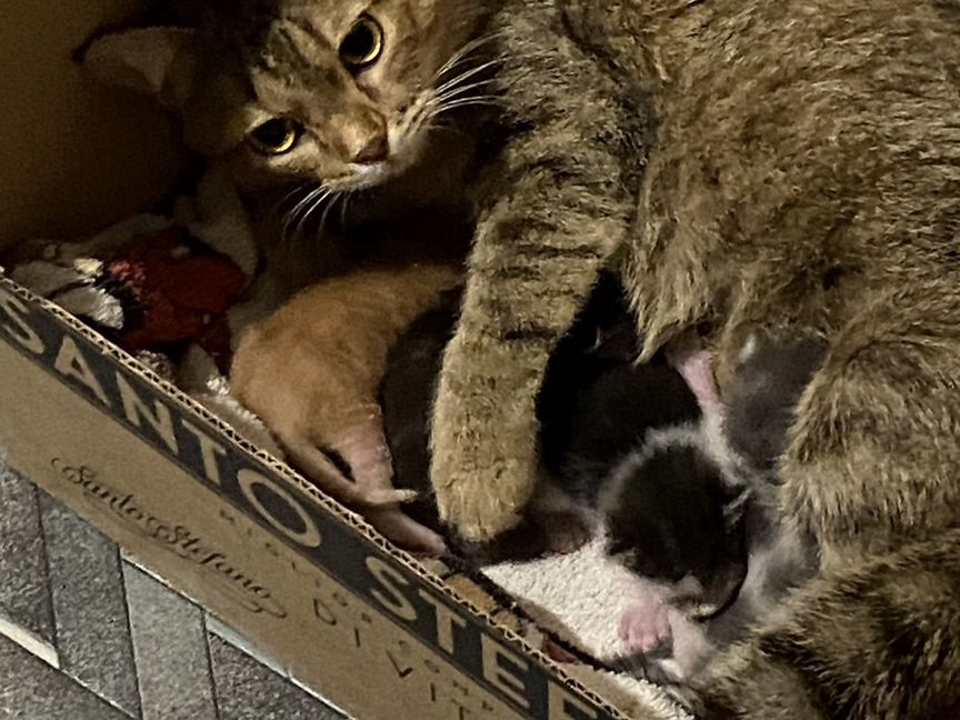 Кошка