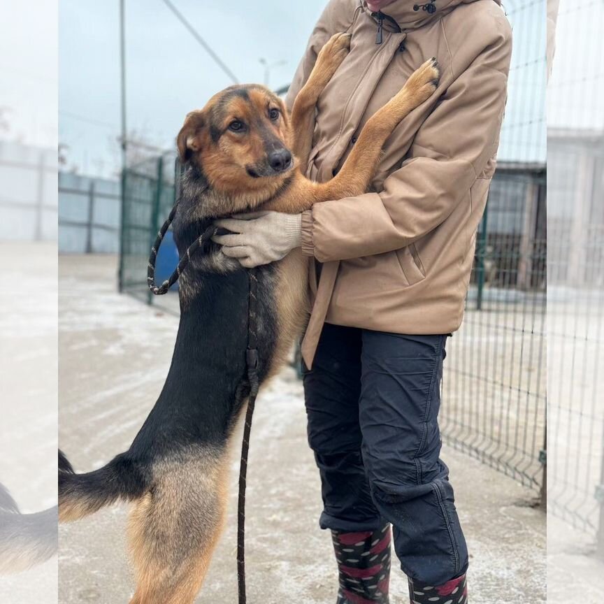 Молодая собака Флора ищетхозяина