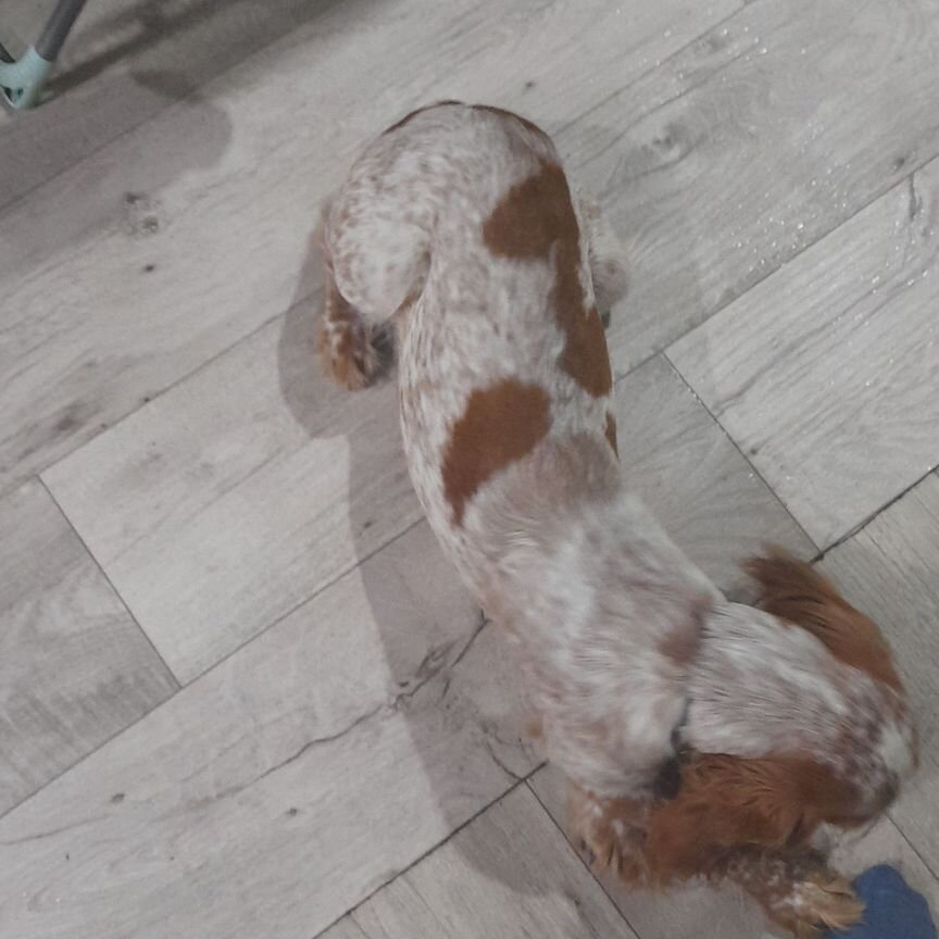 Спаниелька