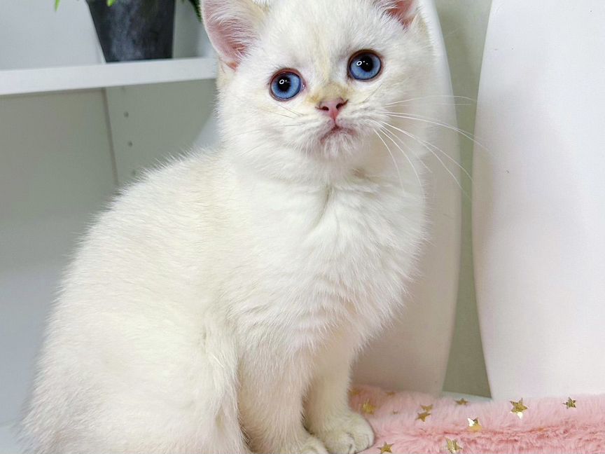 Шотландский котенок Золотая шиншилла