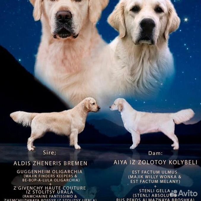 Щенки золотистого ретривера / Golden Retriver