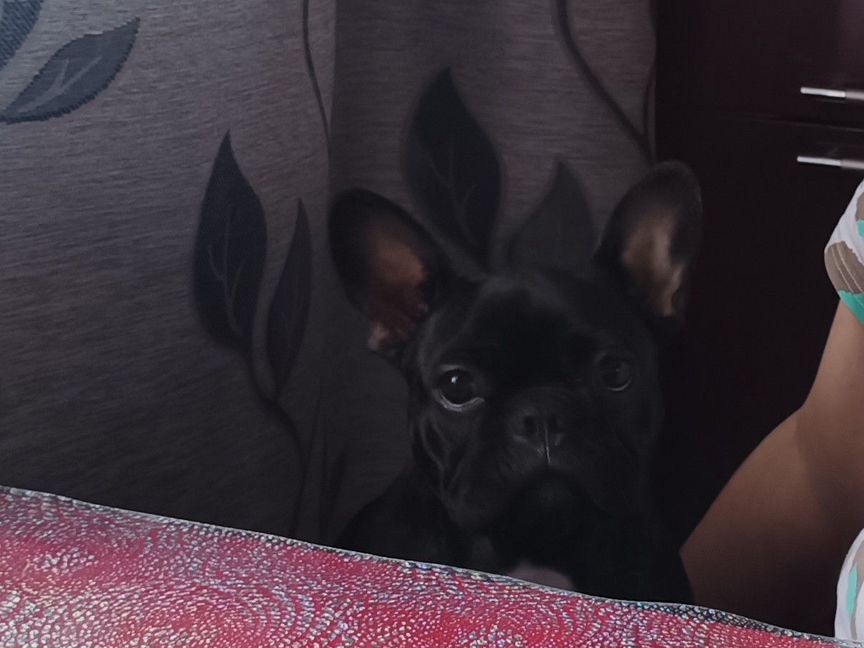 Французский бульдог