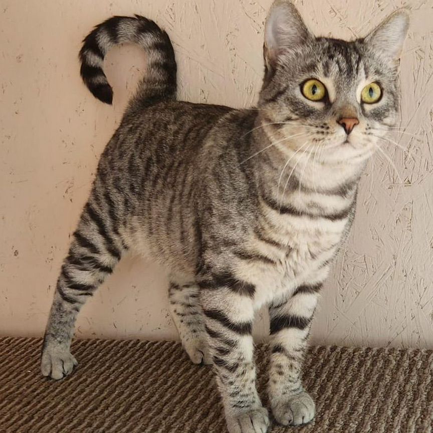 Европейская короткошёрстная, взрослая кошка