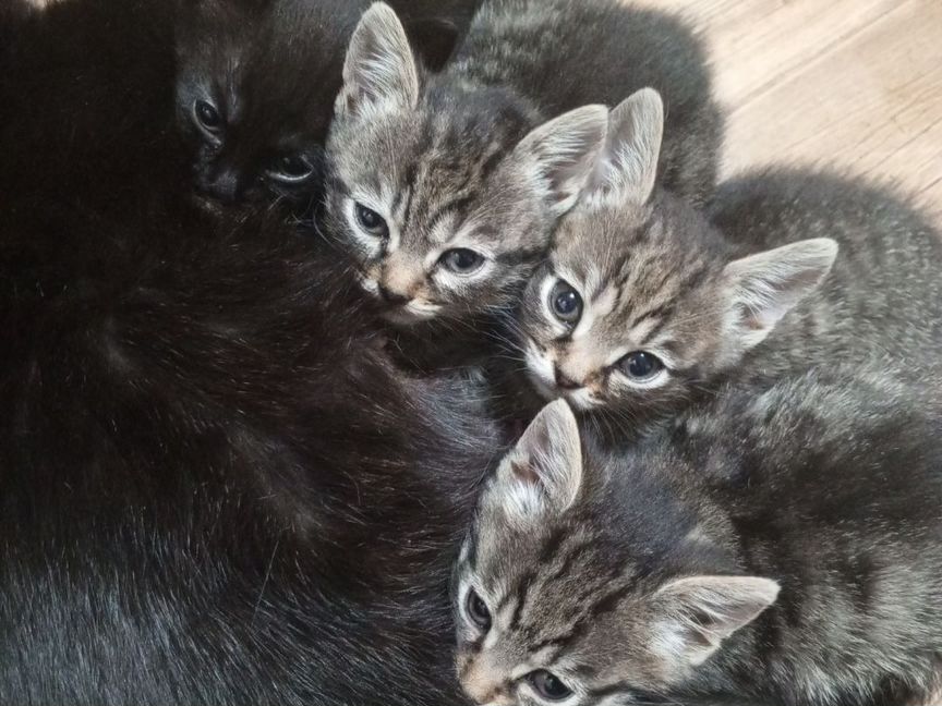 Котятки хорошенькие