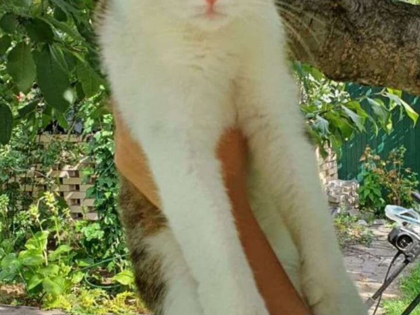 Шотландская