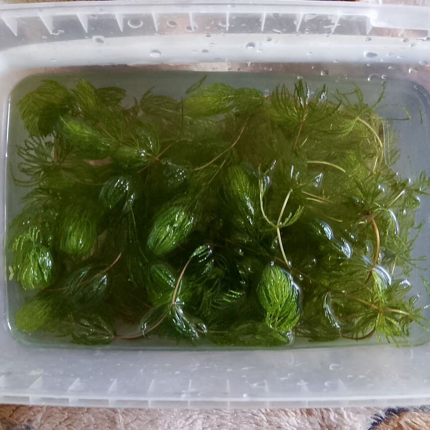 Аквариумное растение