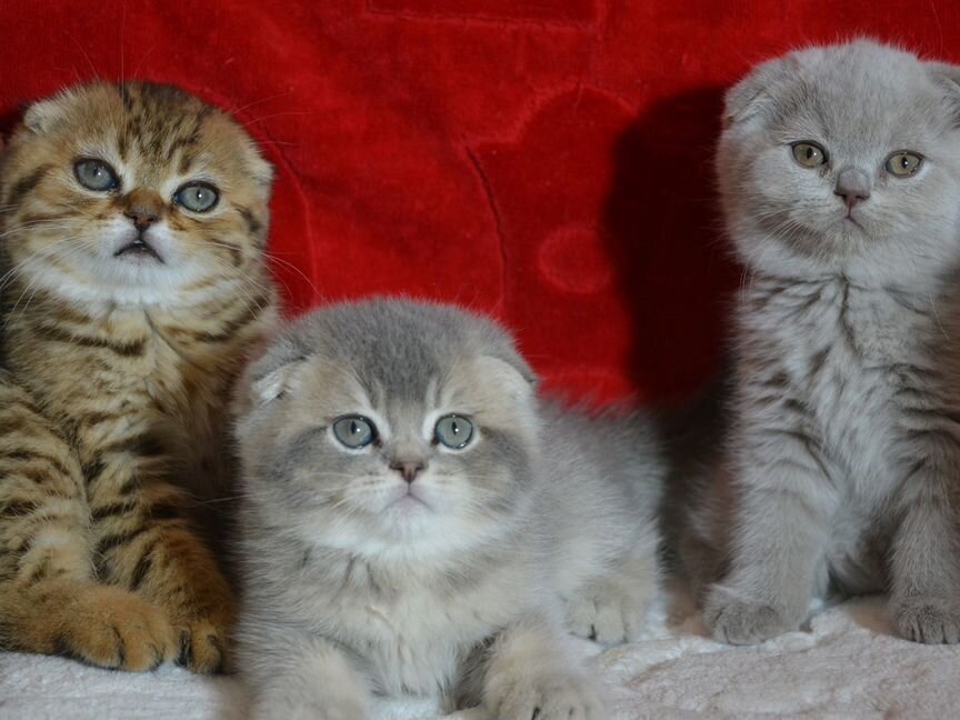 Вислоухие красивые котята